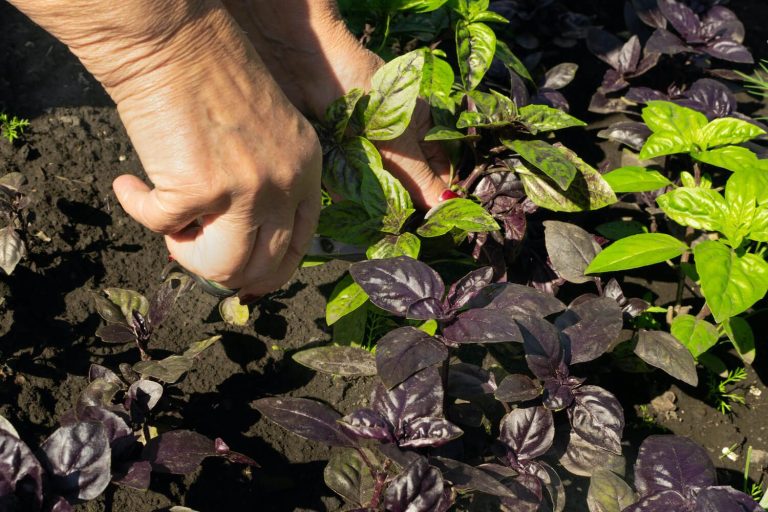 African blue basil: care for perennial basils - Plantura