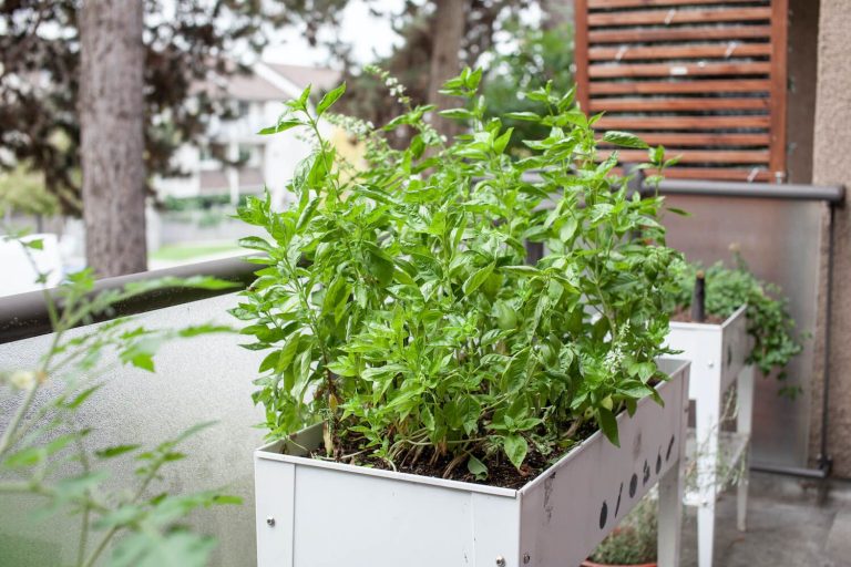 African blue basil: care for perennial basils - Plantura