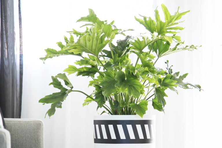 Philodendron bipinnatifidum: care & propagation - Plantura