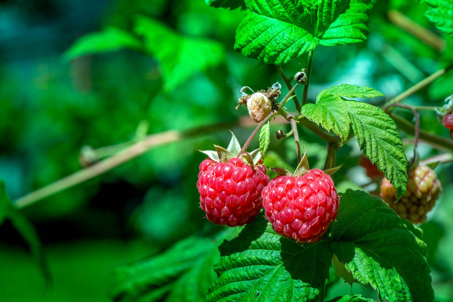 Picking raspberries: when and how to do it - Plantura