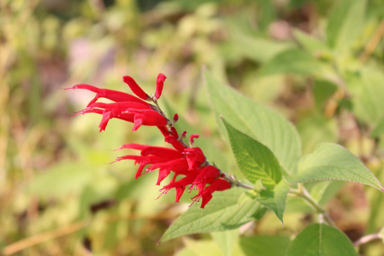 Sage in winter: is sage winter hardy? - Plantura