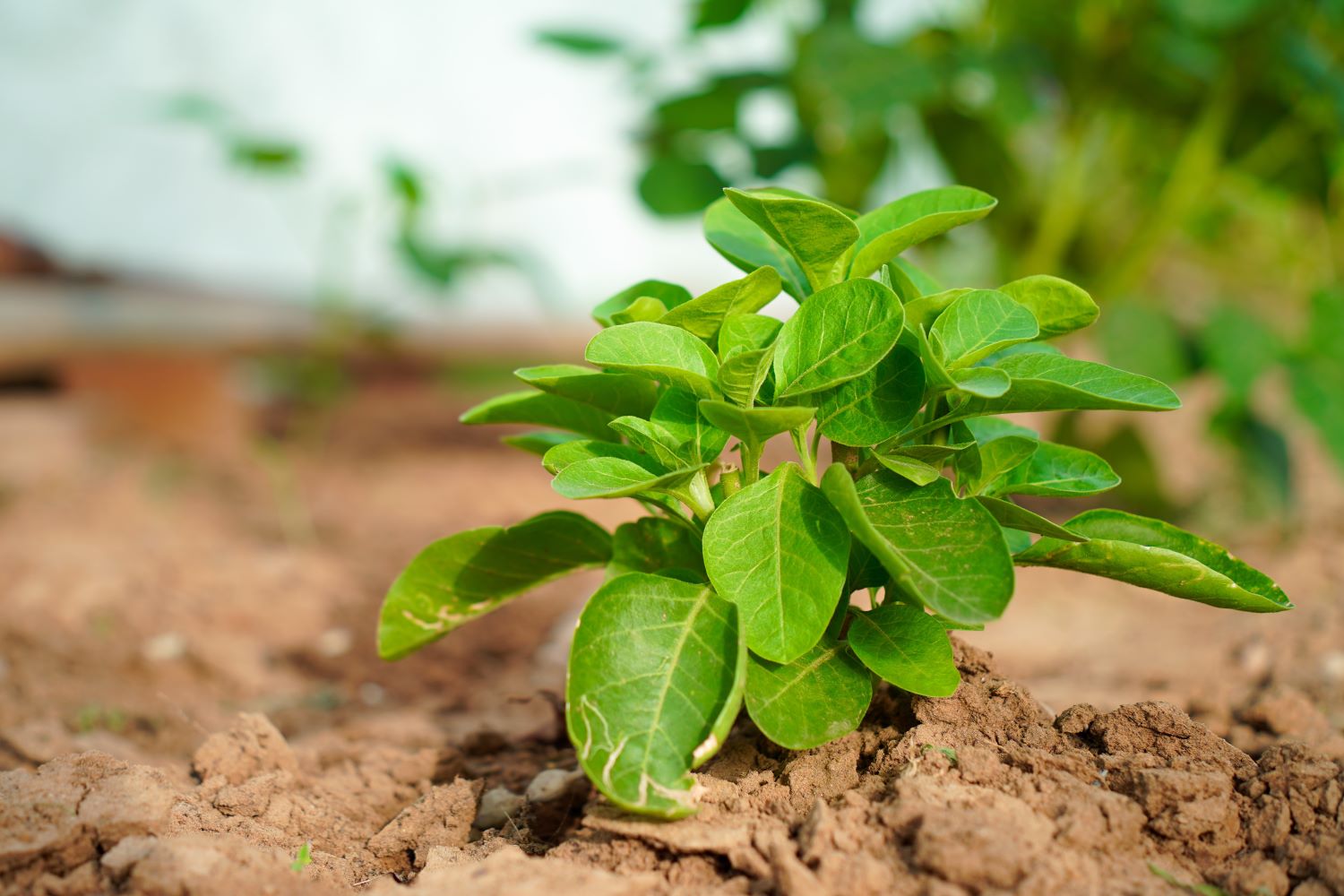 Ashwagandha: planting, care & uses - Plantura