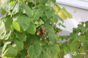 Picking raspberries: when and how to do it - Plantura