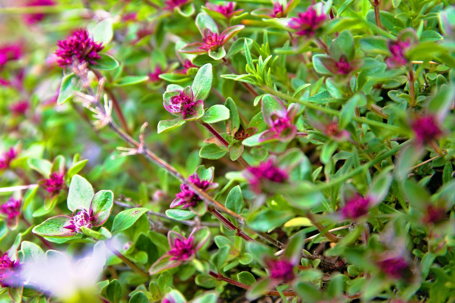 Types of thyme: best thyme varieties - Plantura
