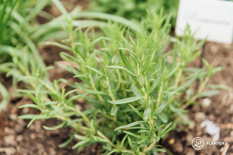 Types of rosemary: trailing & creeping varieties - Plantura