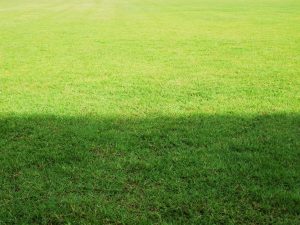 Shady lawns: sowing & maintaining shady grass - Plantura
