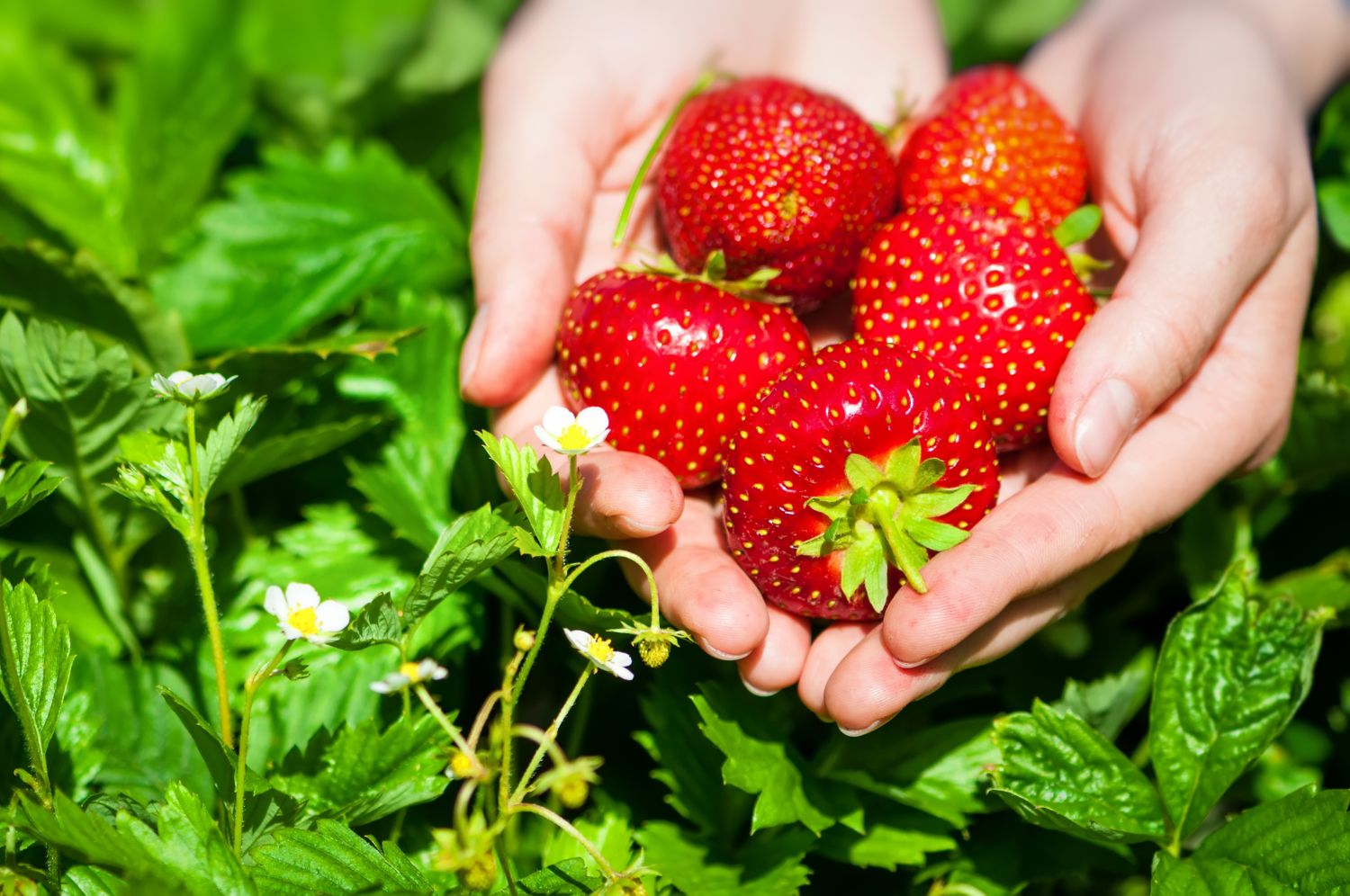 Types of Strawberries: varieties at a glance - Plantura