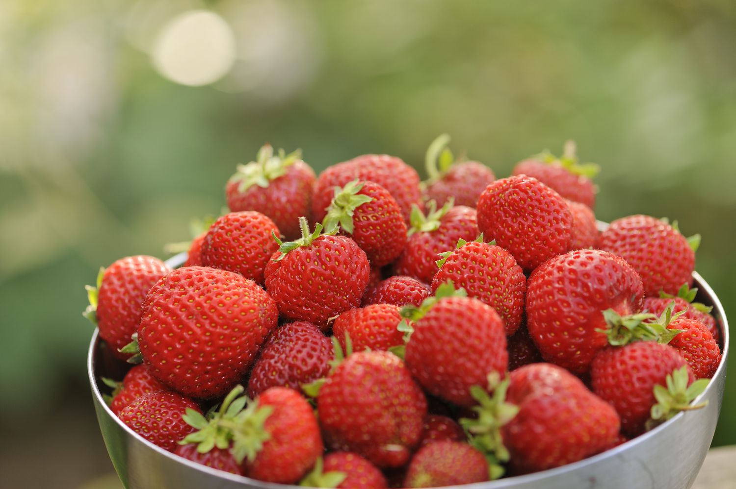 Types of Strawberries: varieties at a glance - Plantura
