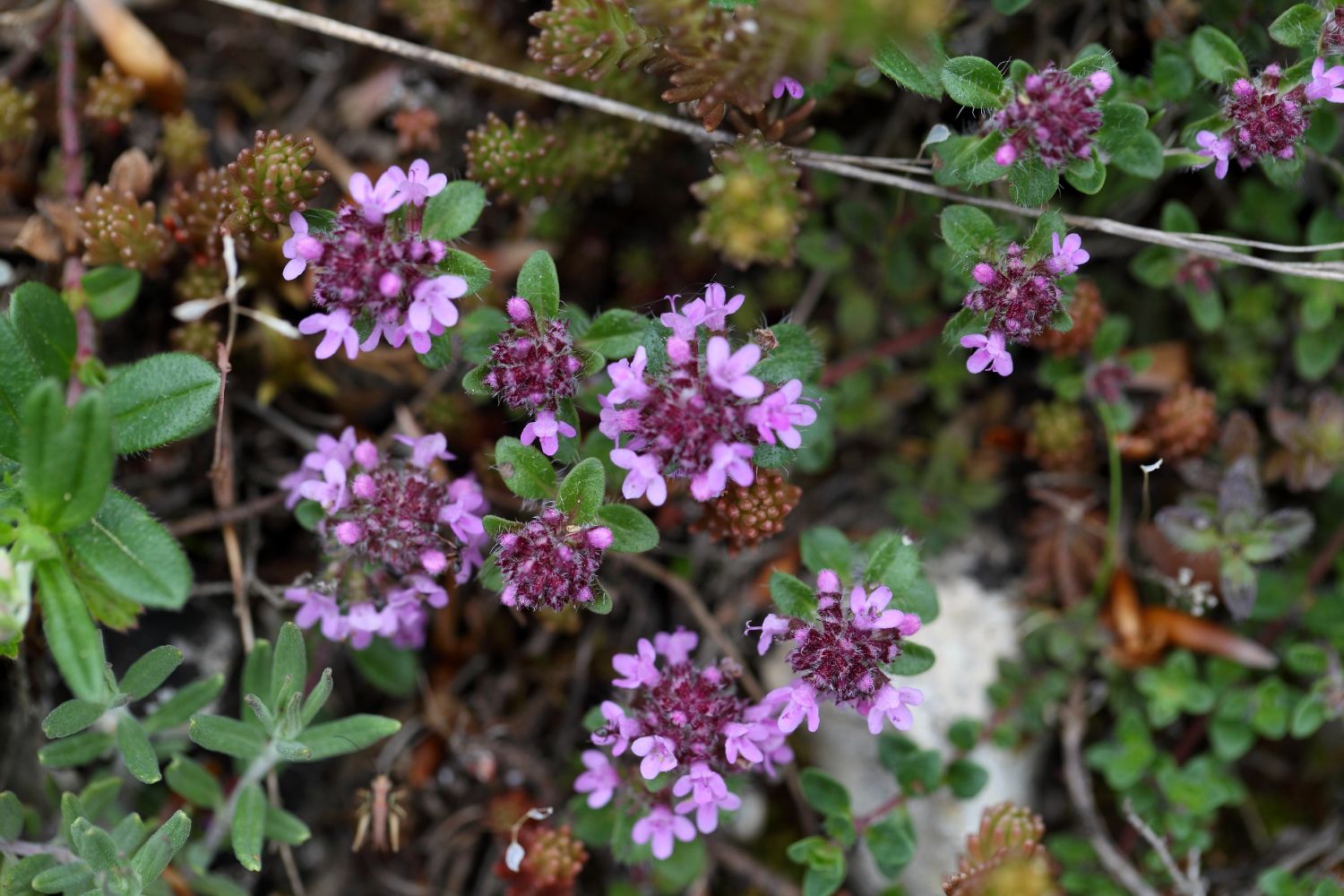 Types of thyme: best thyme varieties - Plantura