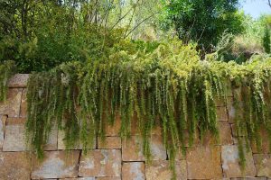 Types of rosemary: trailing & creeping varieties - Plantura