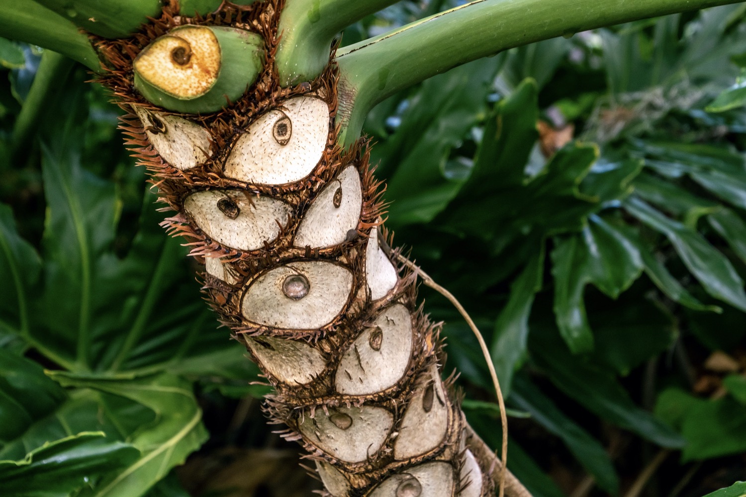 Philodendron bipinnatifidum: care & propagation - Plantura