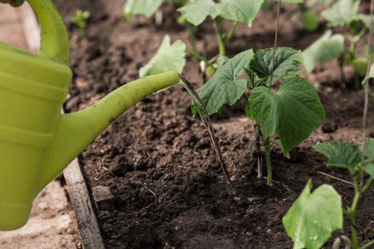 How to grow cucumbers in a greenhouse - Plantura