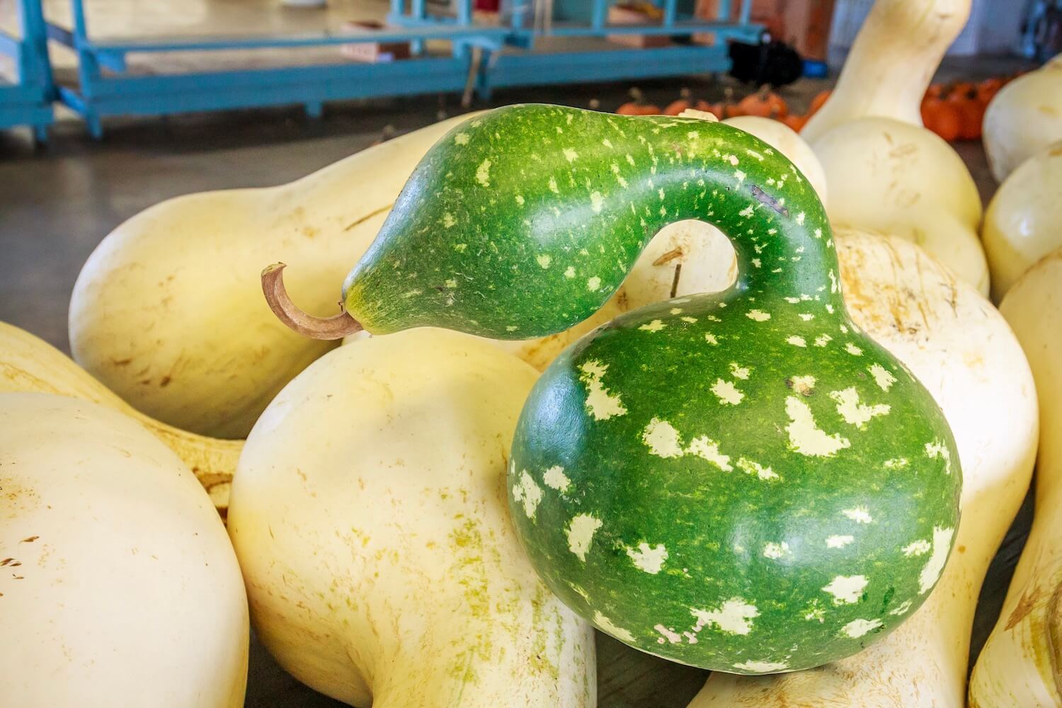 Bottle gourd: planting, care & uses - Plantura