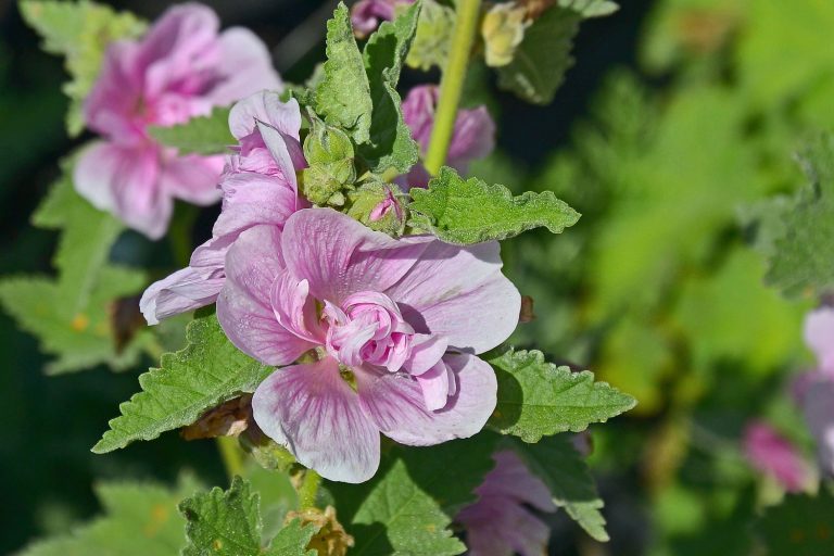 Types of mallow: the most beautiful at a glance - Plantura