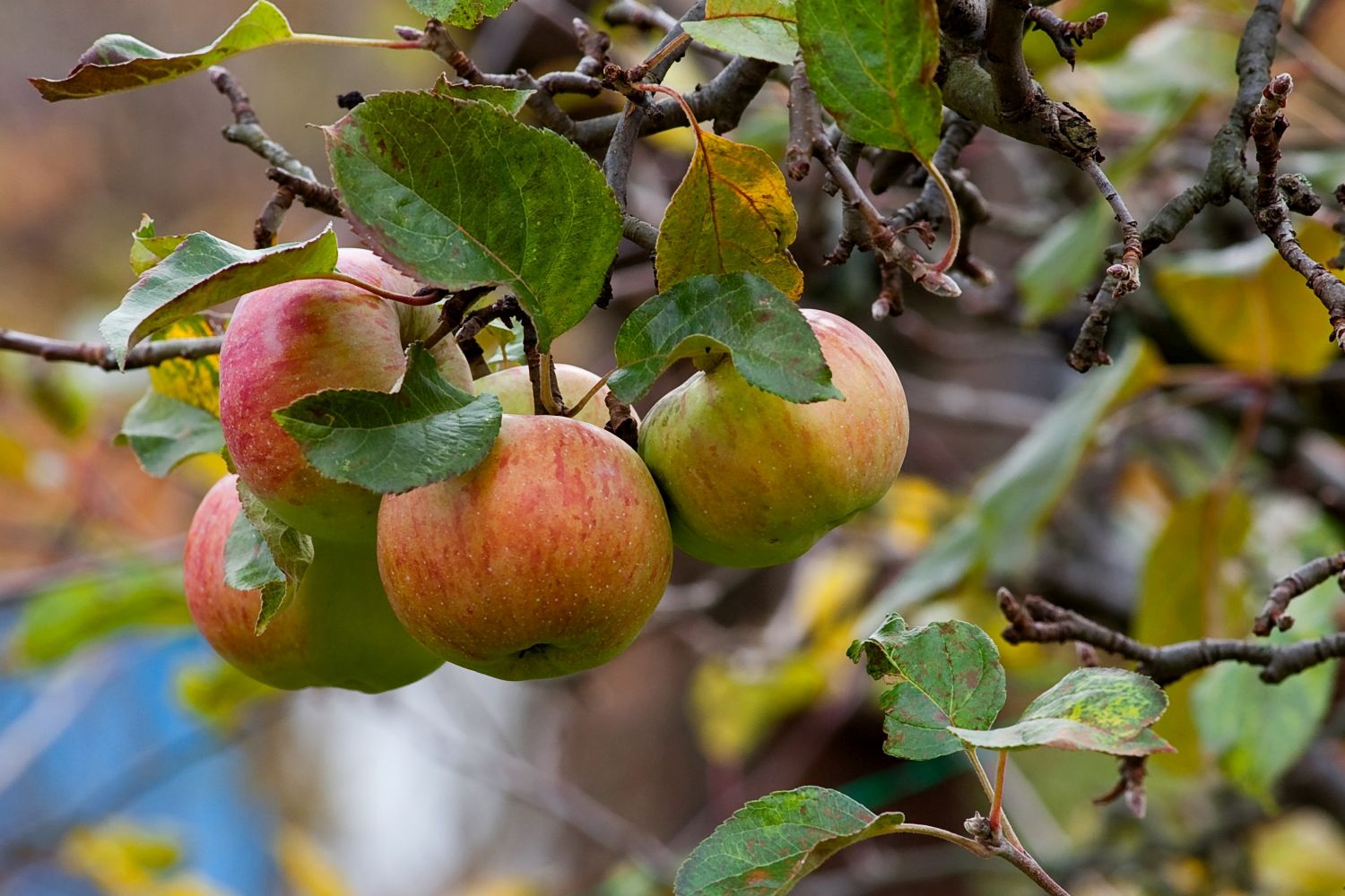 'Baldwin' apple trees: origin, cultivation & use - Plantura