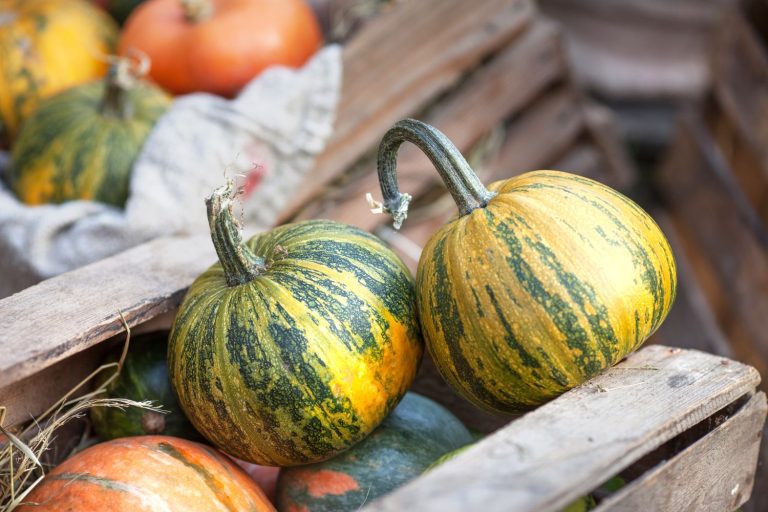 Harvesting pumpkins: when to & how to store - Plantura