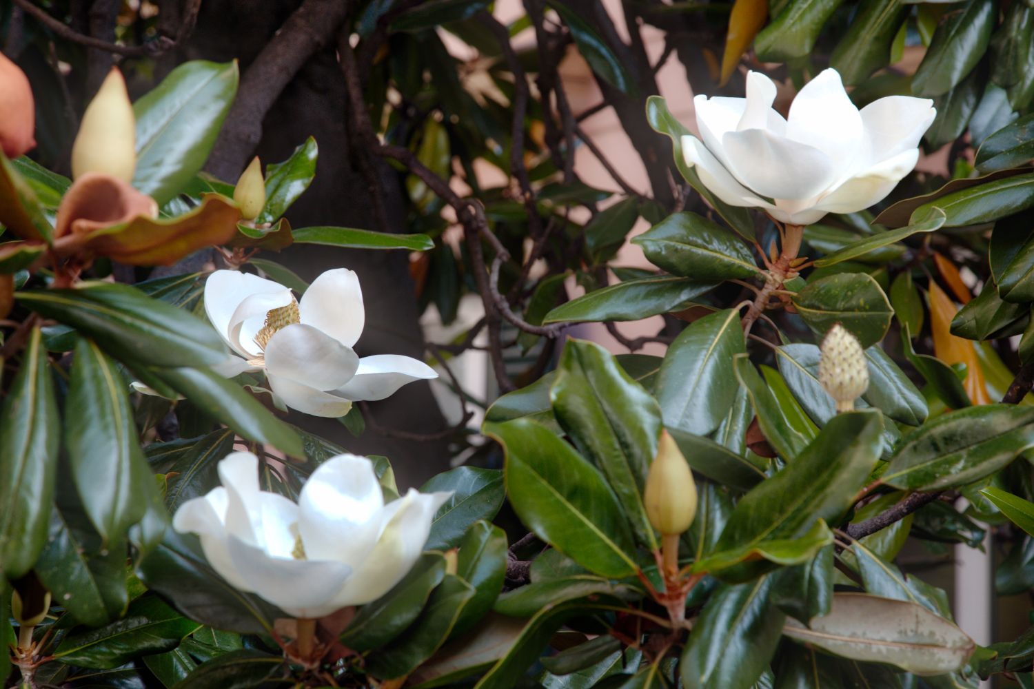 Evergreen magnolia: profile, varieties & care - Plantura