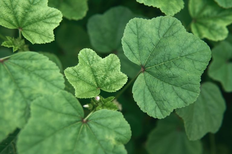 Types of mallow: the most beautiful at a glance - Plantura