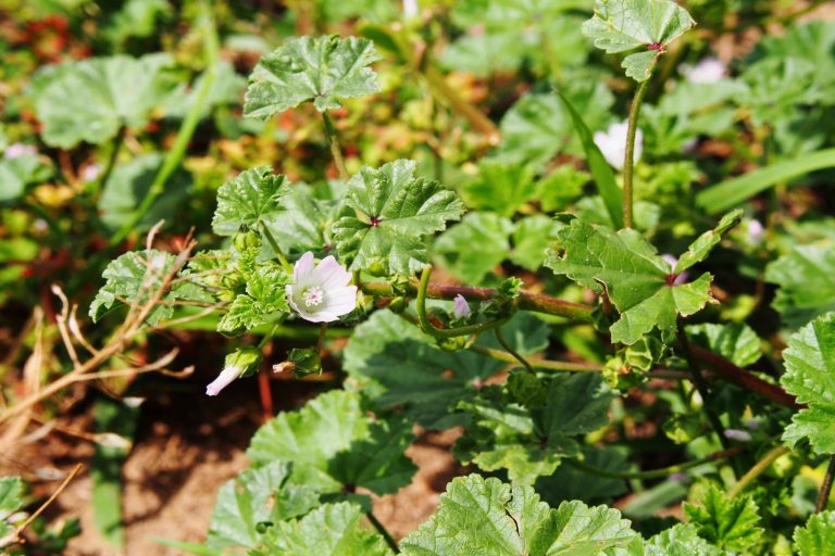 Types of mallow: the most beautiful at a glance - Plantura