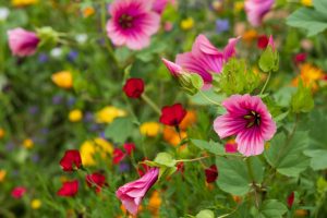 Types of mallow: the most beautiful at a glance - Plantura