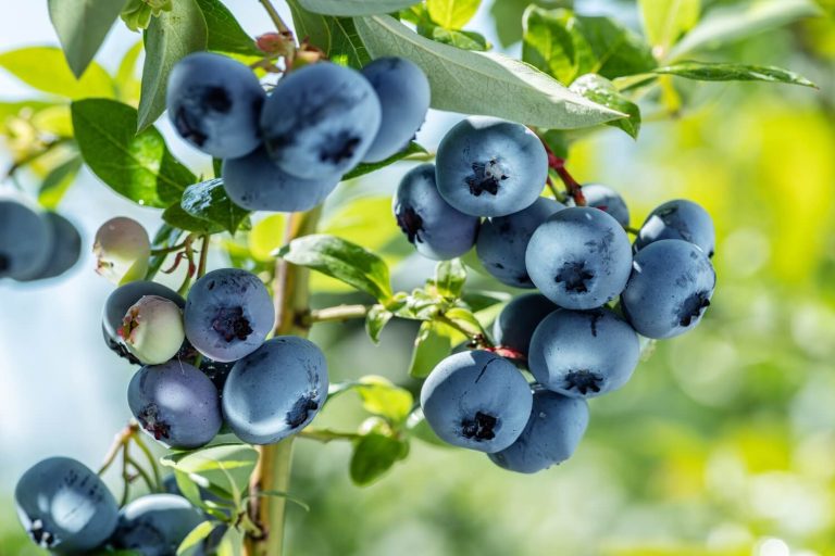 Pruning blueberries: when & how - Plantura