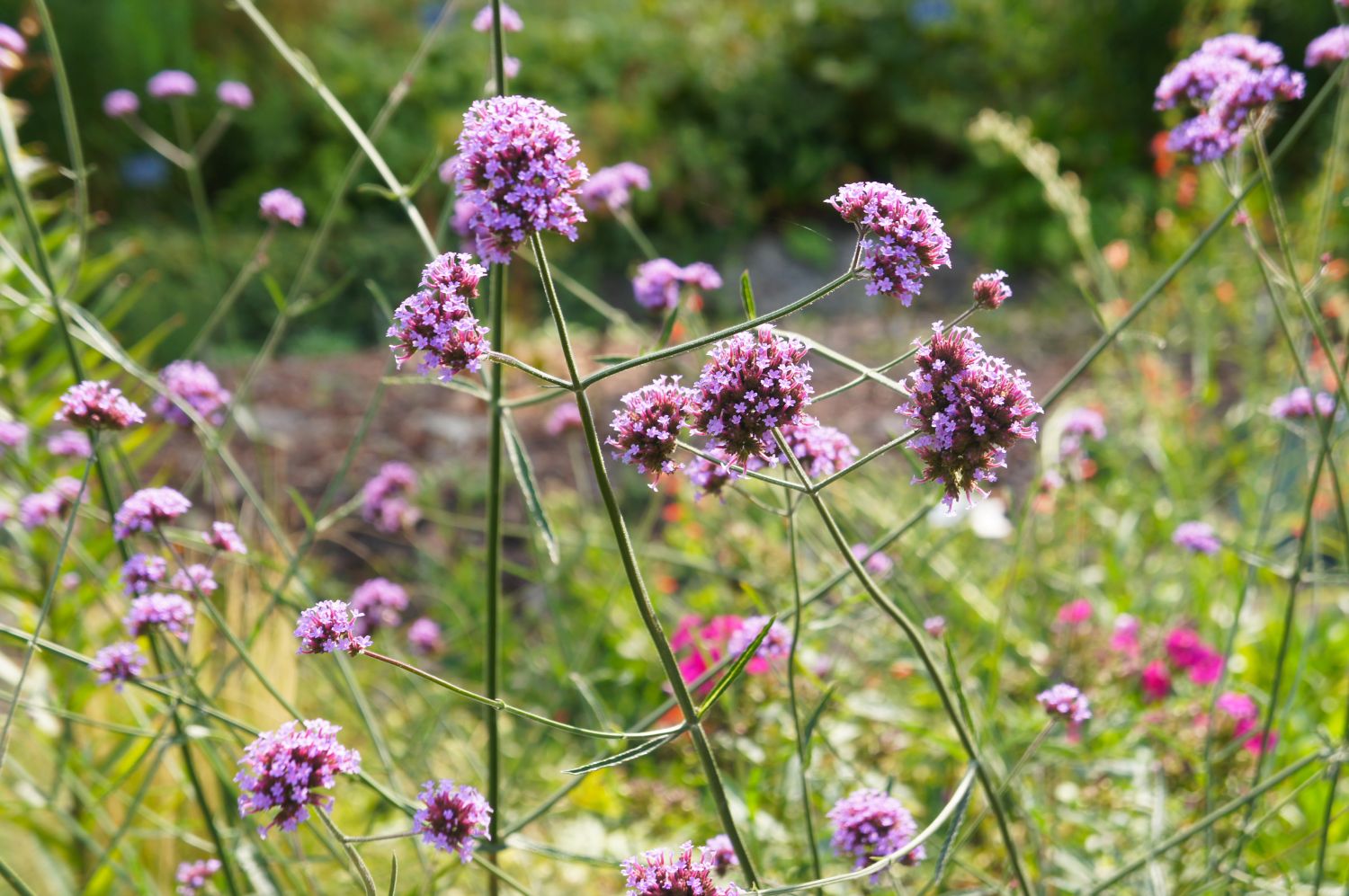 Types of verbena: beautiful vervain varieties - Plantura