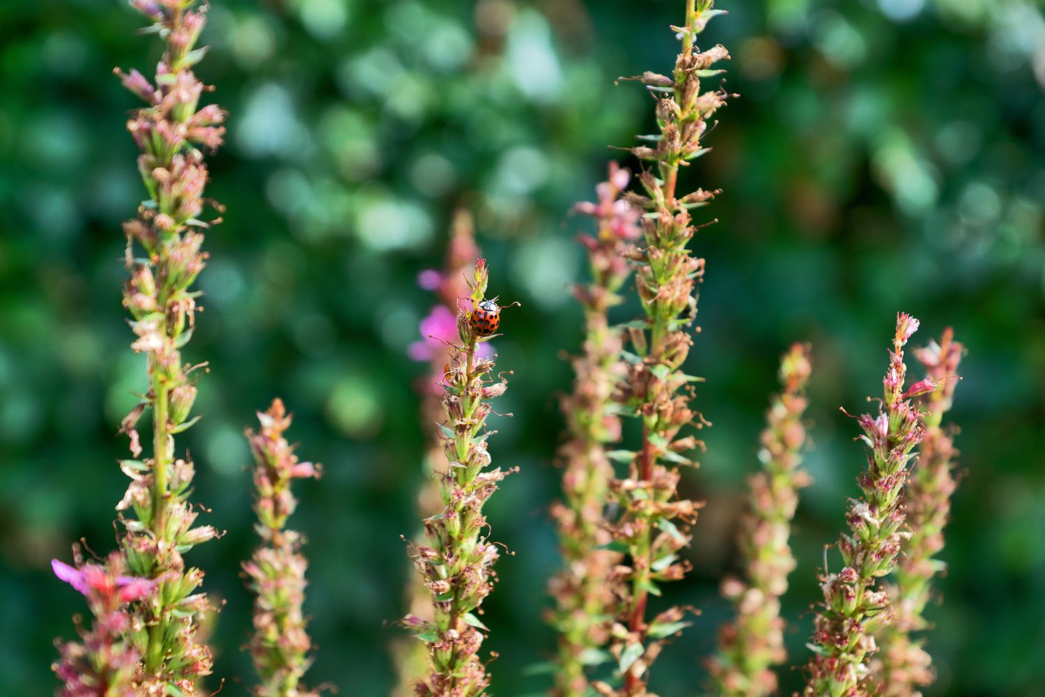 Common verbena: location, harvest and hardiness - Plantura