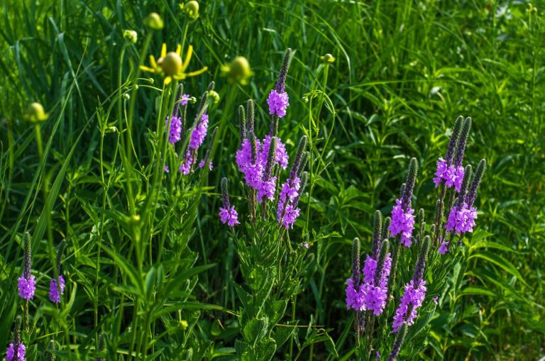 Types of verbena: beautiful vervain varieties - Plantura