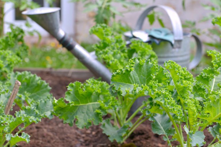 Growing kale in pots - Plantura