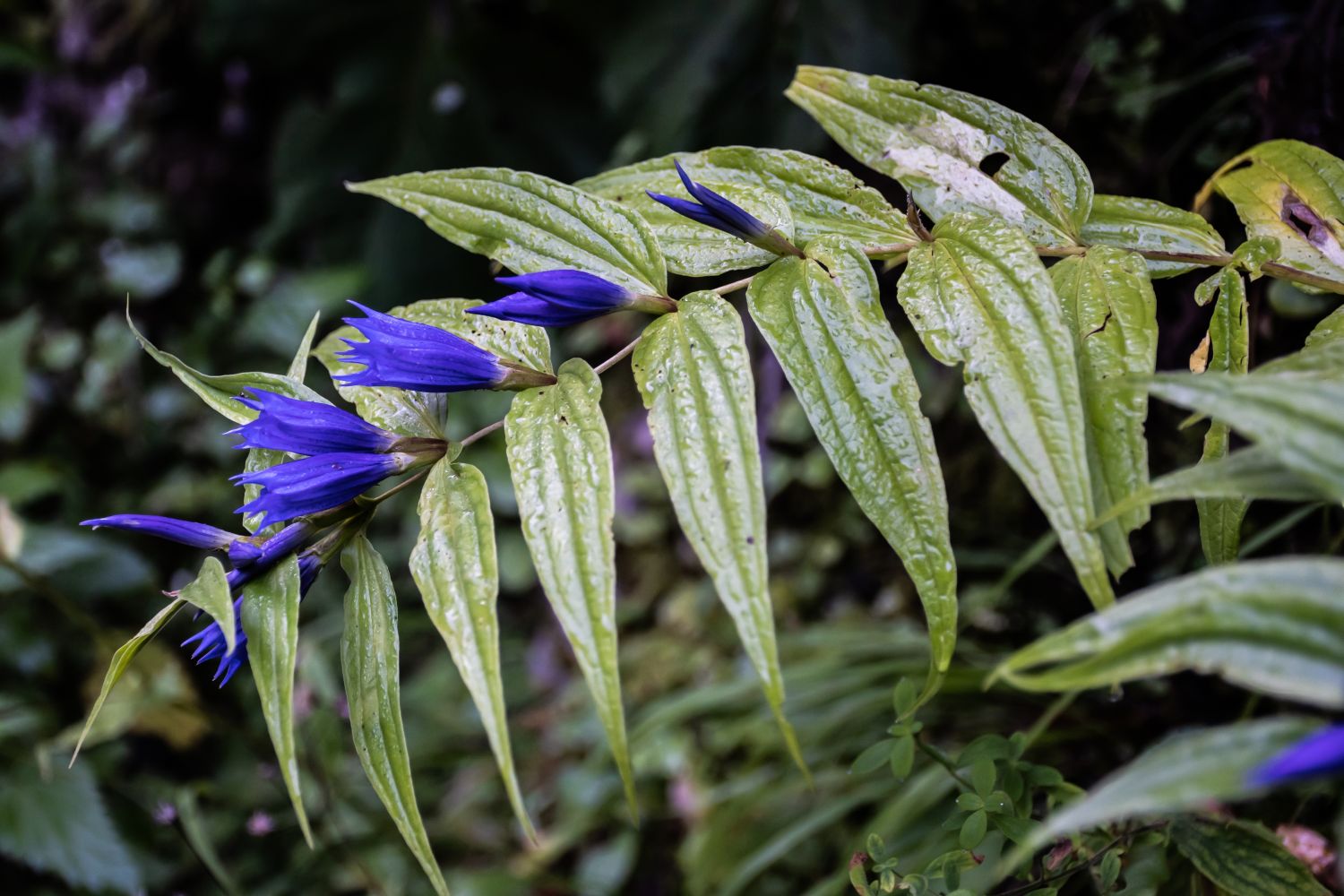 Gentian species & varieties - Plantura