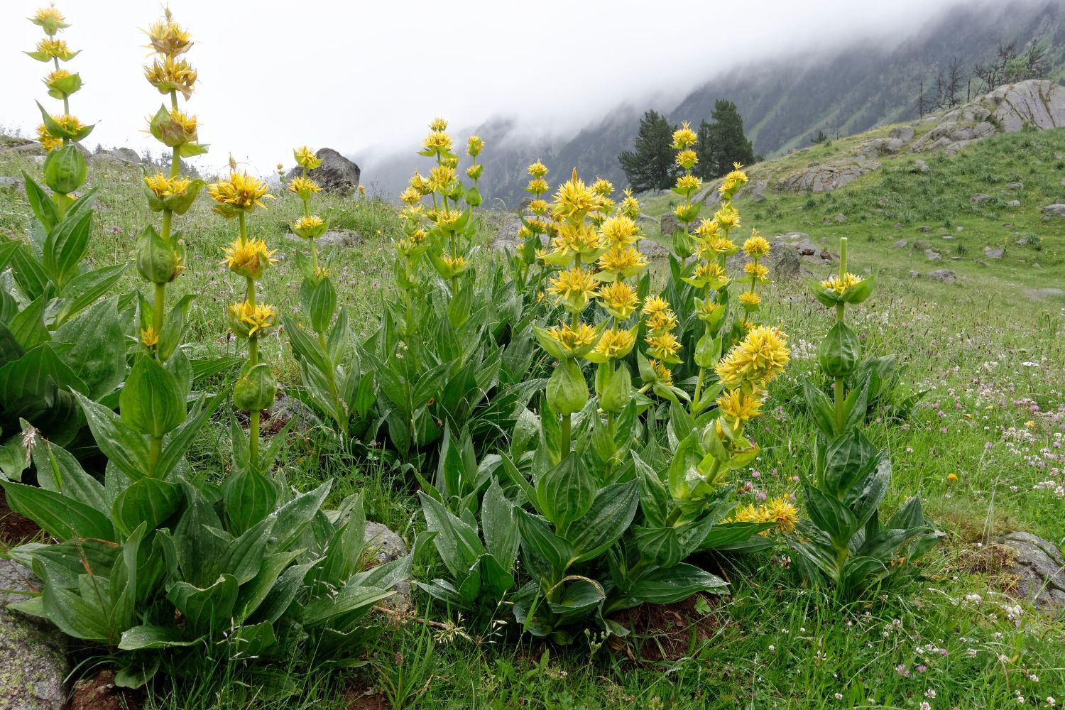 Gentian species & varieties - Plantura