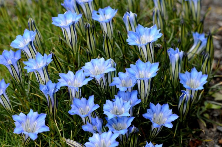 Gentian species & varieties - Plantura