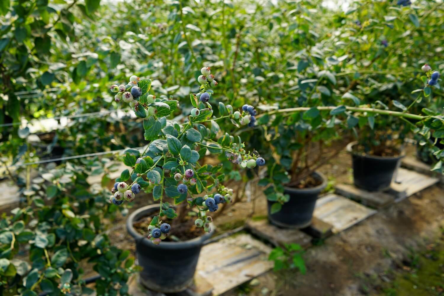 Propagating blueberries: from seed & cuttings - Plantura