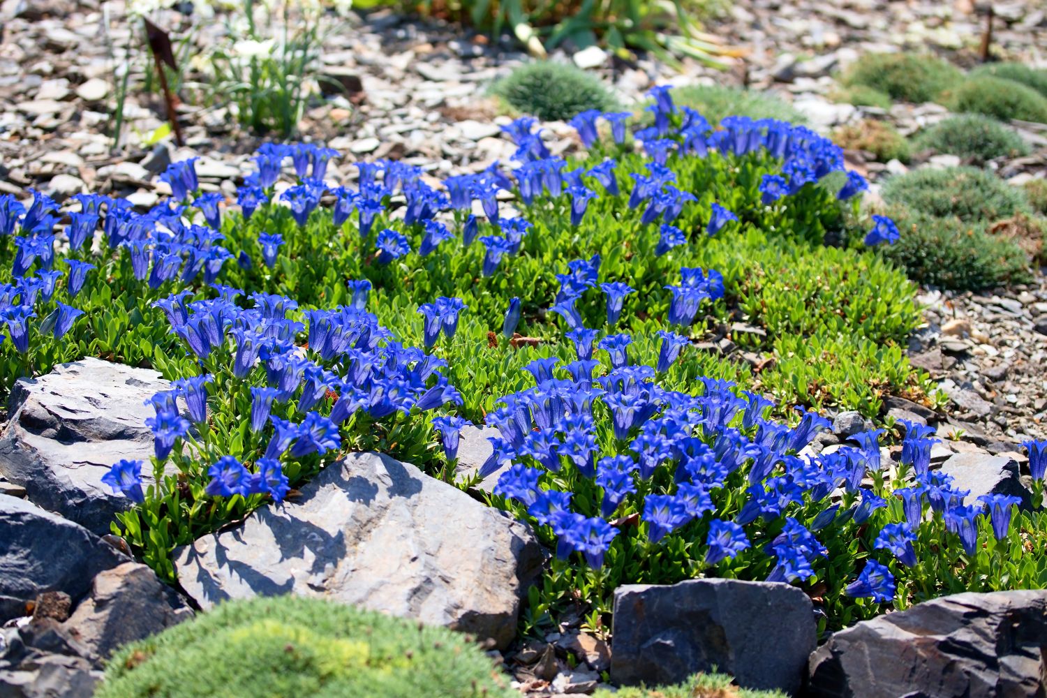 Gentian species & varieties - Plantura