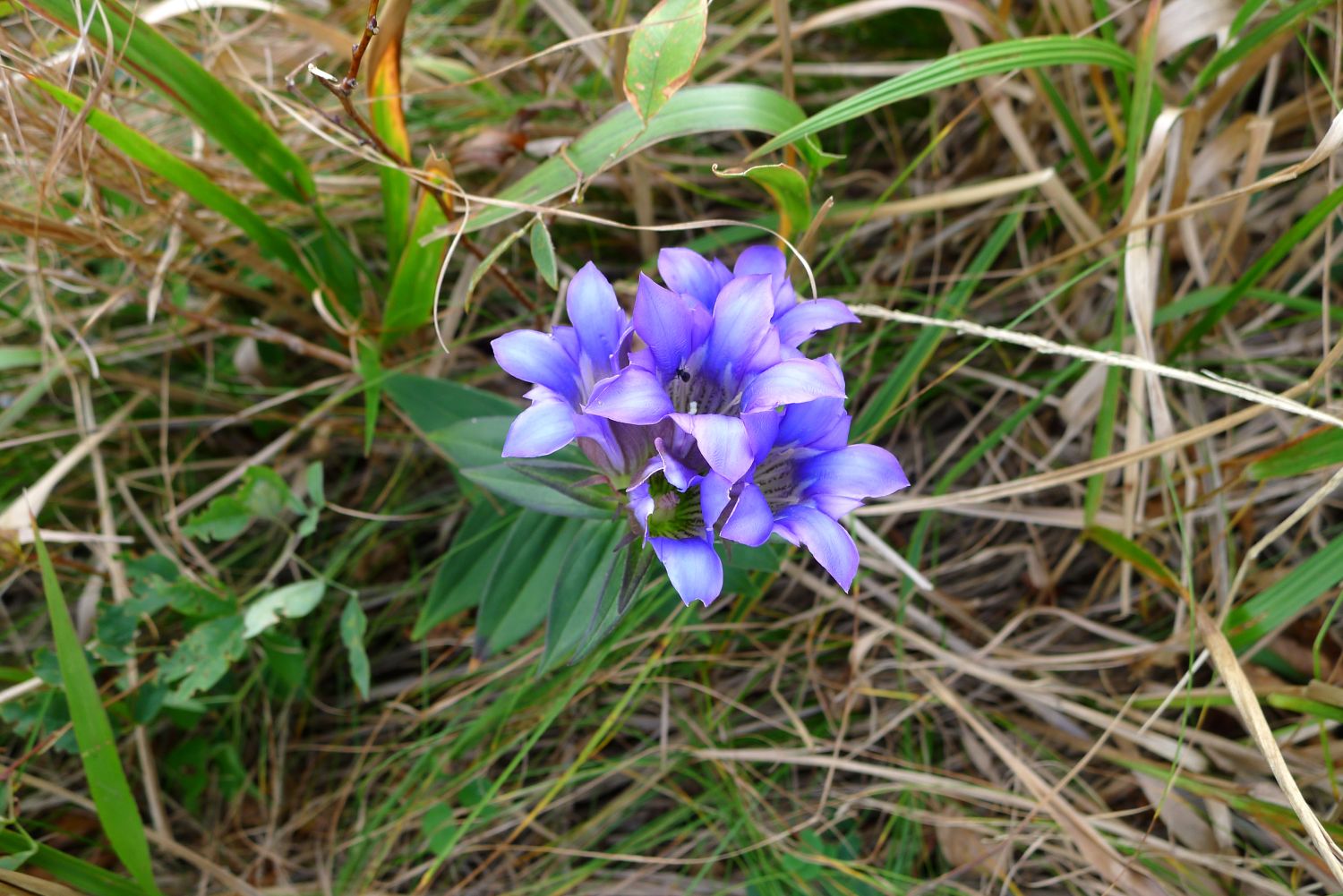Gentian species & varieties - Plantura