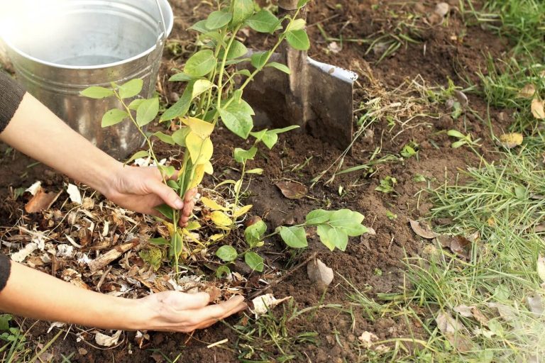 Propagating blueberries: from seed & cuttings - Plantura