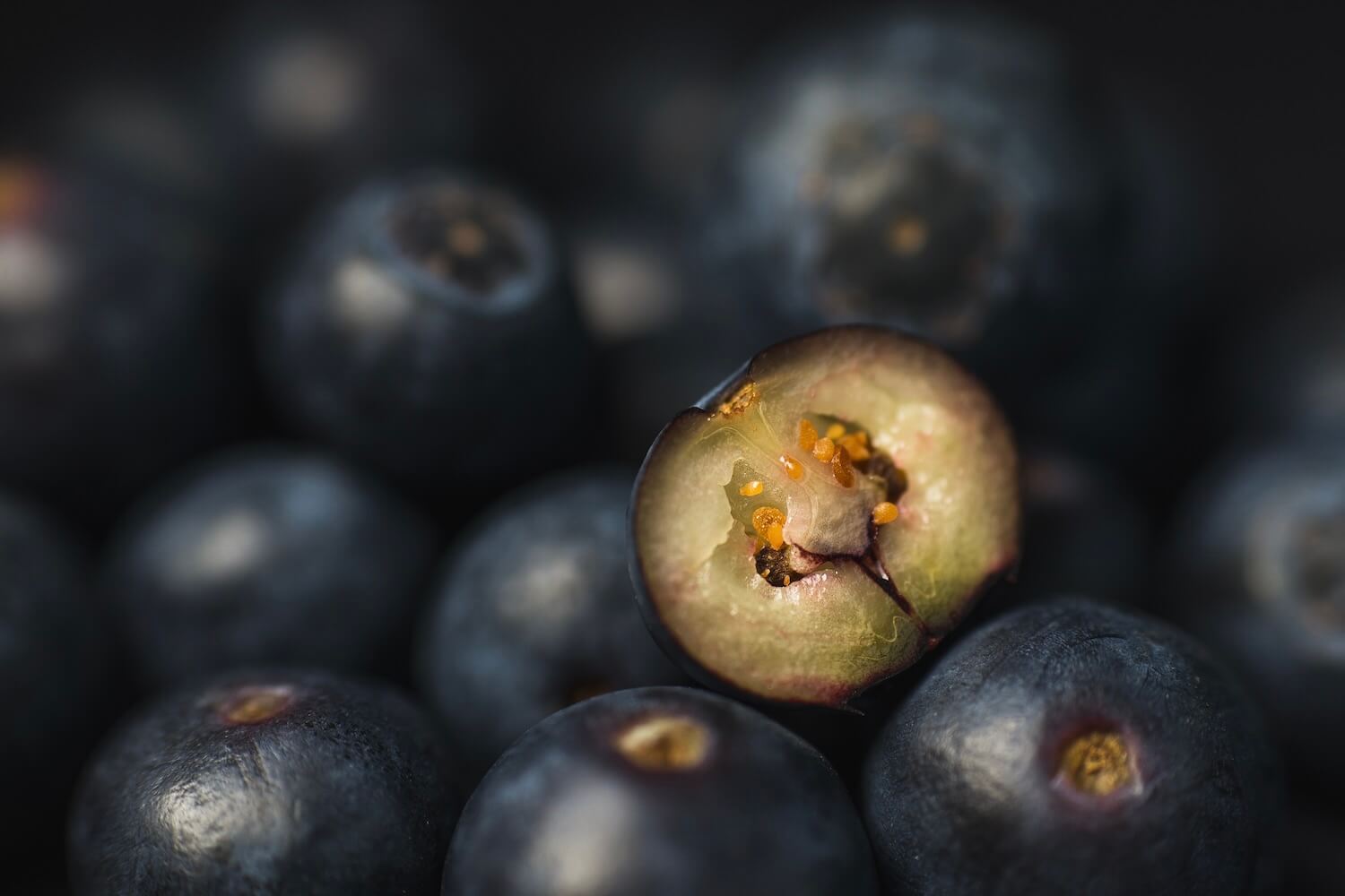 Propagating blueberries: from seed & cuttings - Plantura