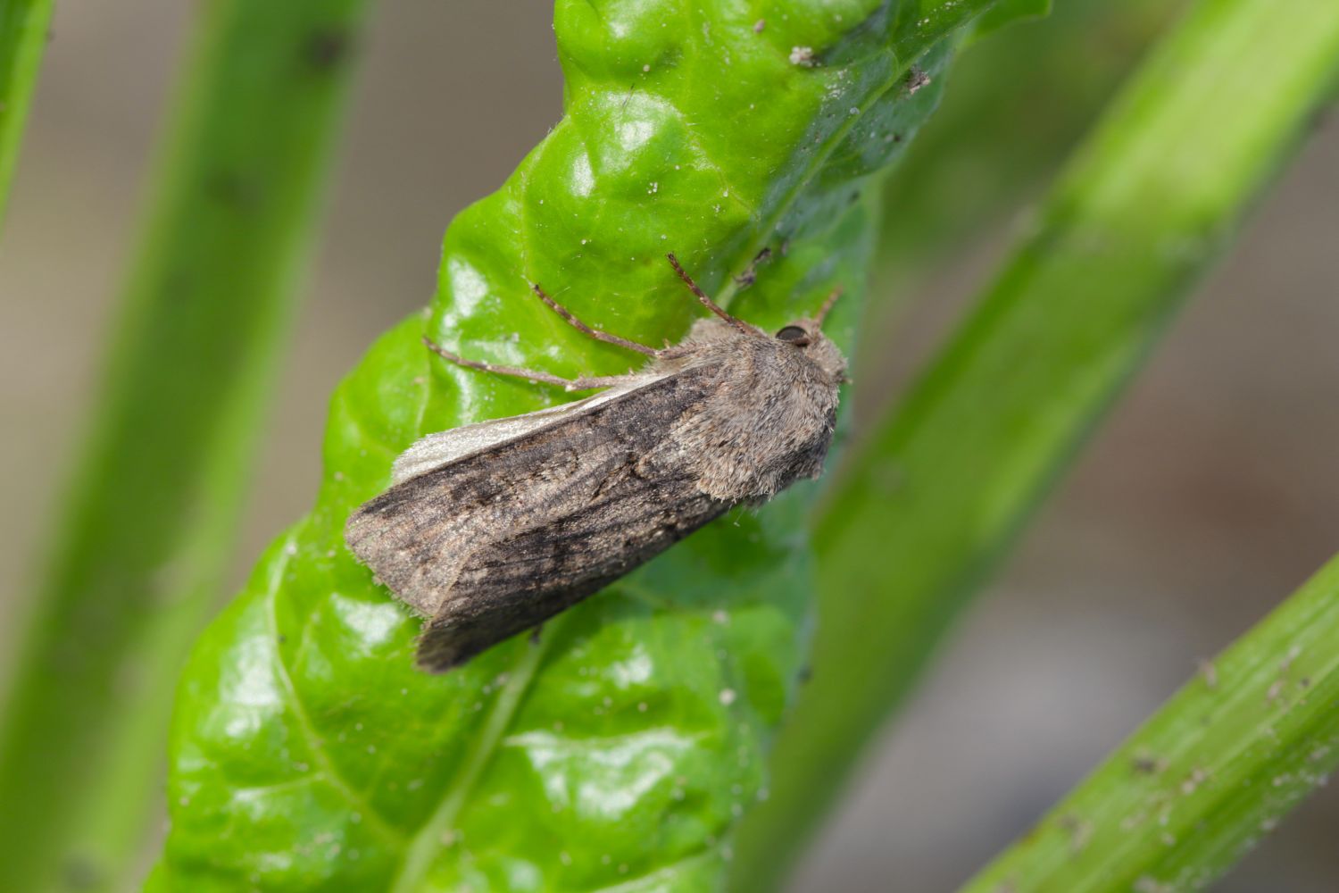 Cutworms: prevention & control - Plantura