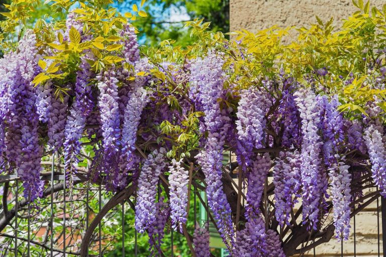 Wisteria types: different varieties of wisteria - Plantura