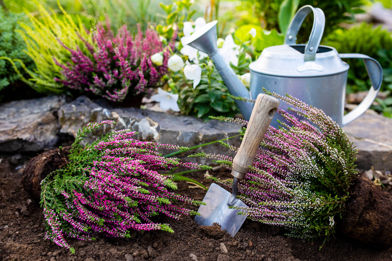 Heather garden: ideas, design tips & companion plants - Plantura