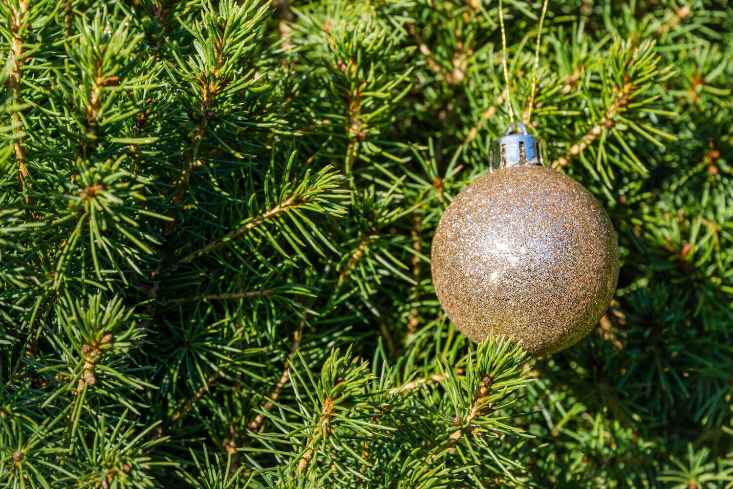 Alberta spruce: how to grow Picea glauca 'Conica' - Plantura