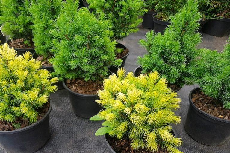 Alberta spruce: how to grow Picea glauca 'Conica' - Plantura