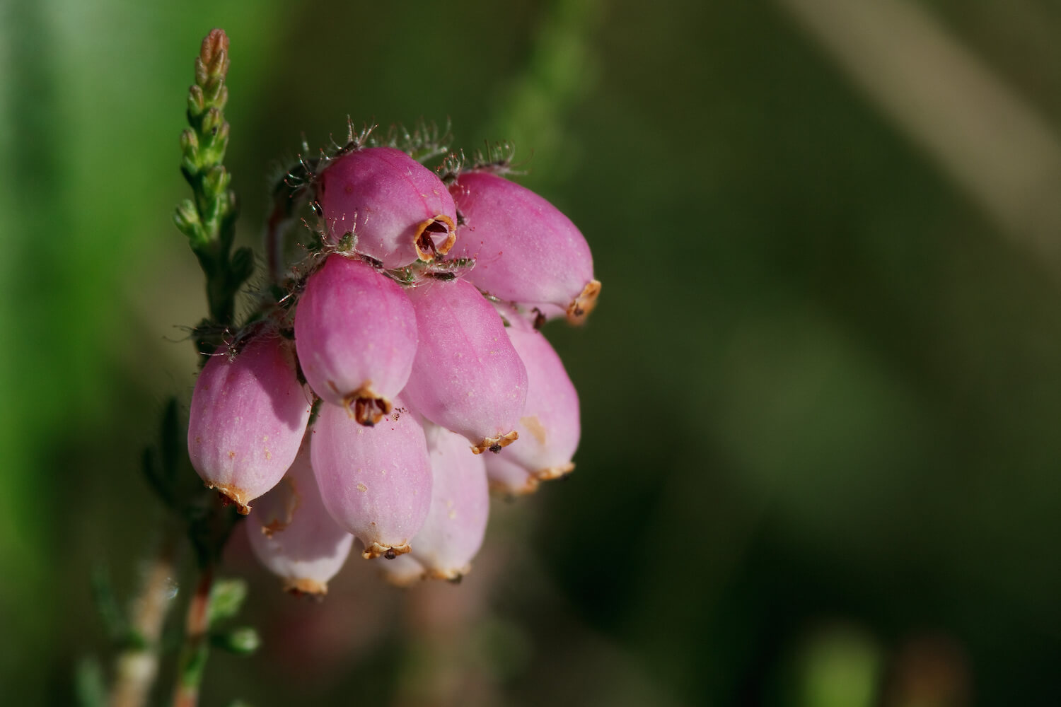 Heather garden: ideas, design tips & companion plants - Plantura