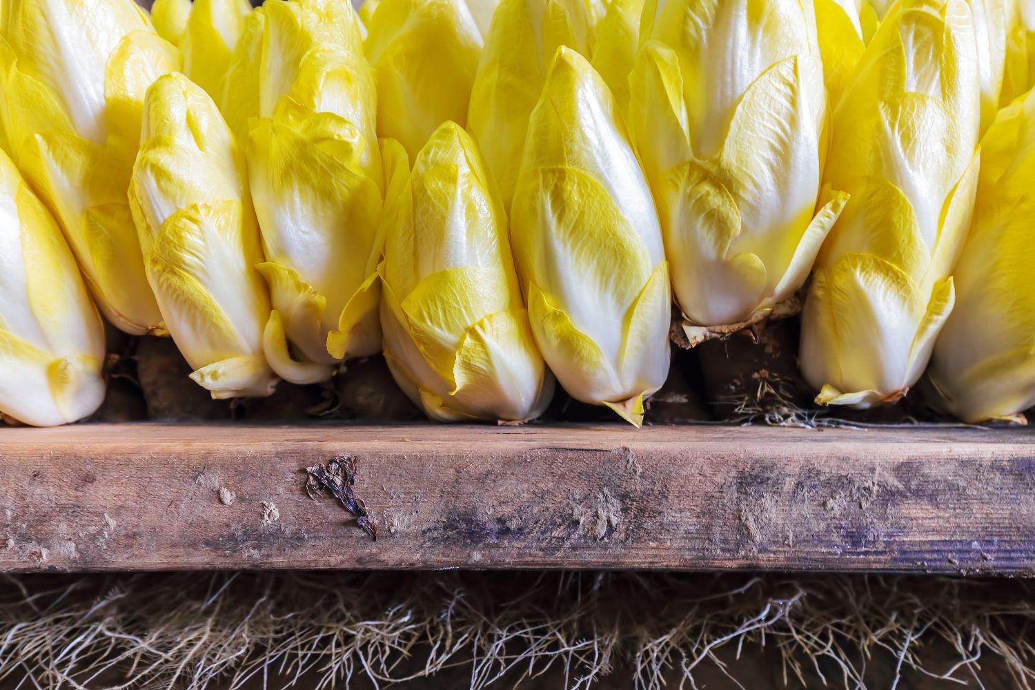 Belgian endive: profile, harvest & uses