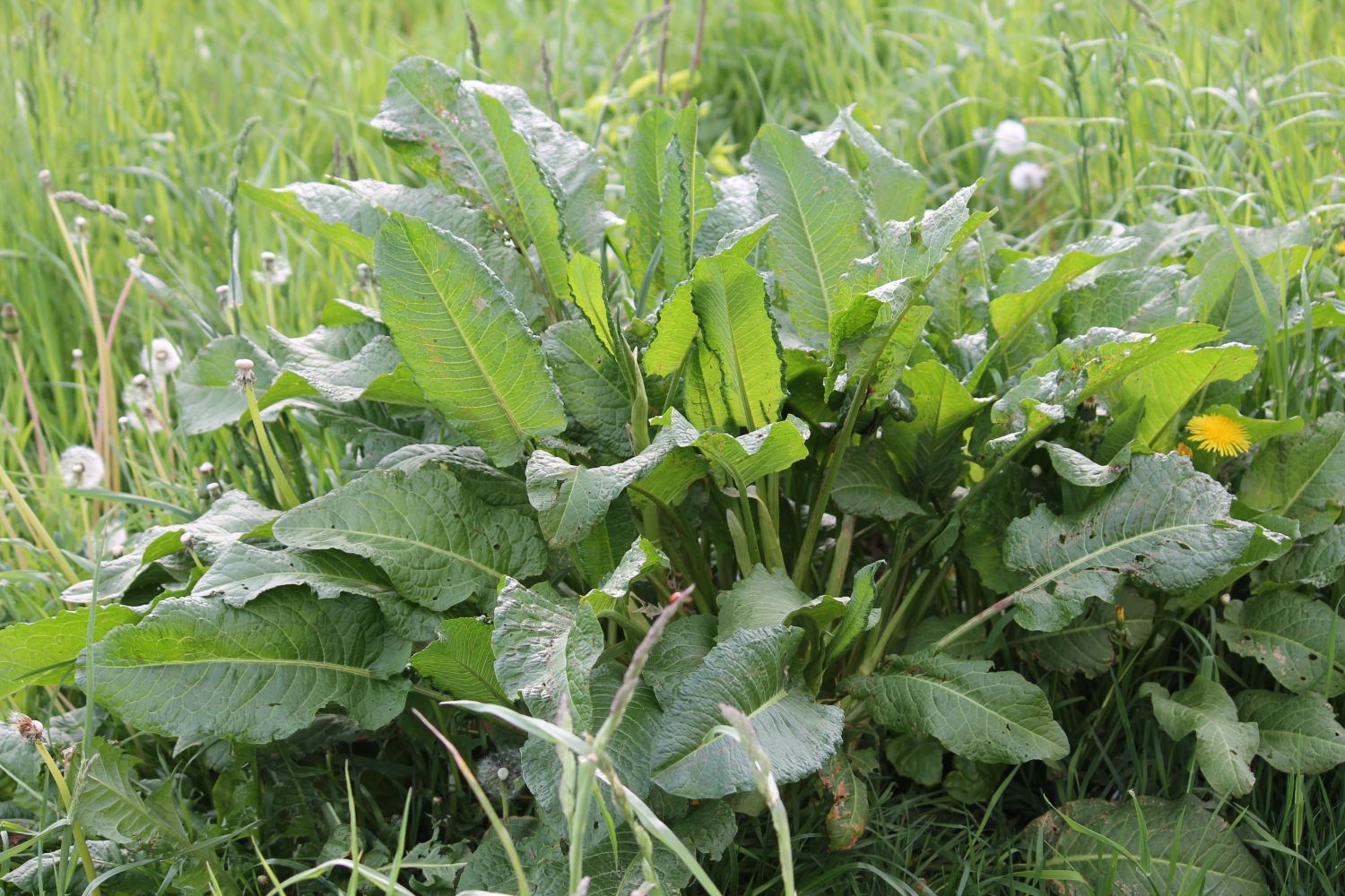 Indicator plants: what are they & their uses? - Plantura