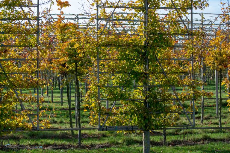 Pleached trees: types, planting & maintenance - Plantura