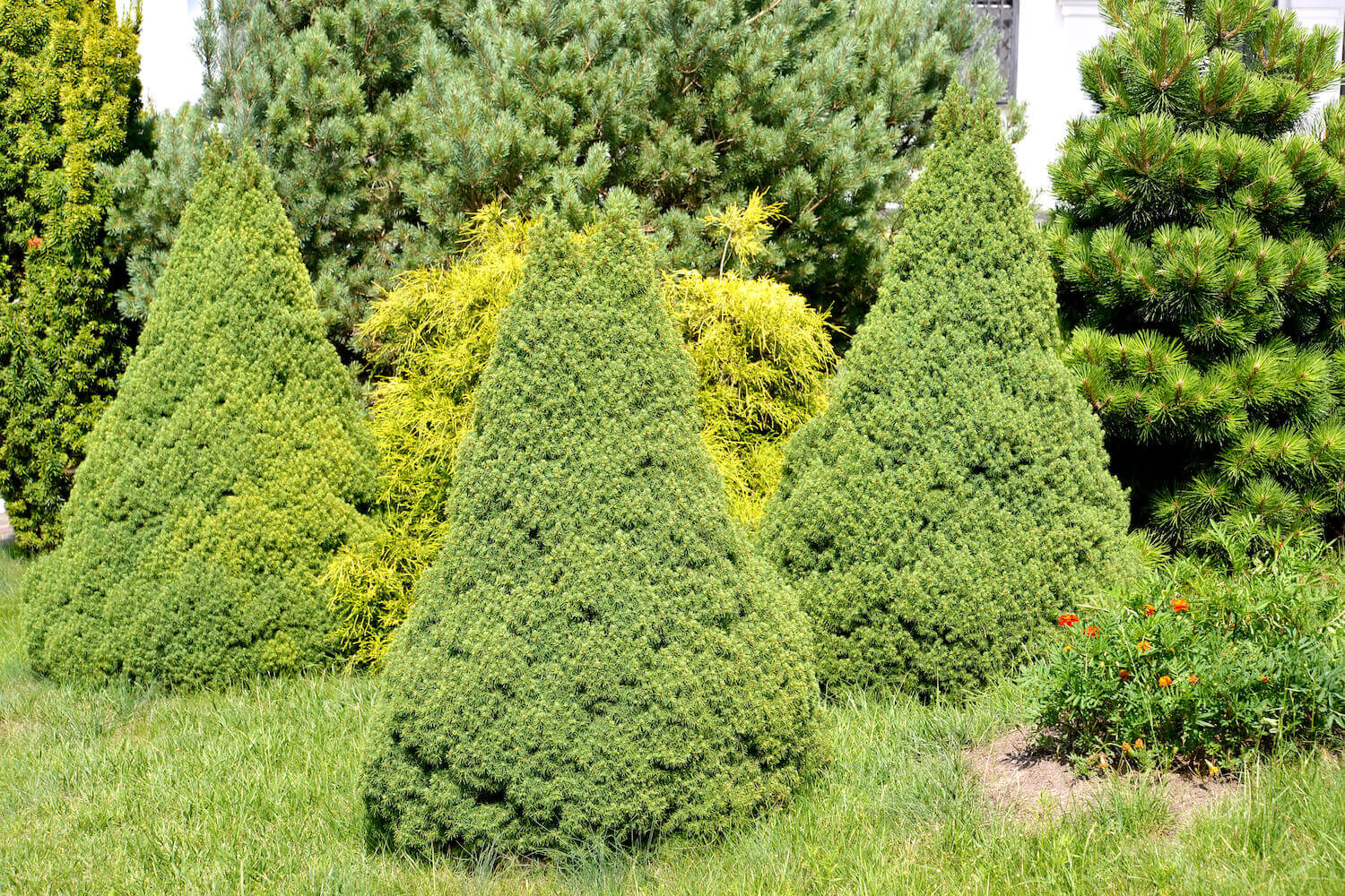 Alberta spruce: how to grow Picea glauca 'Conica' - Plantura