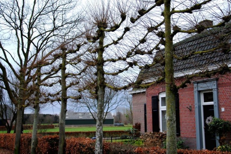 Pleached trees: types, planting & maintenance - Plantura