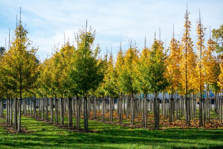 Pleached trees: types, planting & maintenance - Plantura