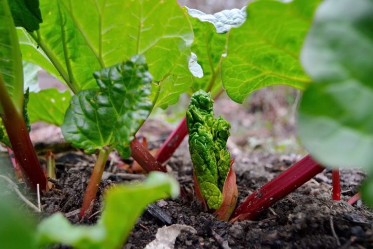 Propagating rhubarb: how & when to split rhubarb - Plantura